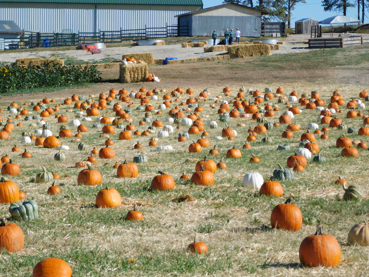 Pumpkin Patch and Corn Maze Fall Family Fun – The Patch