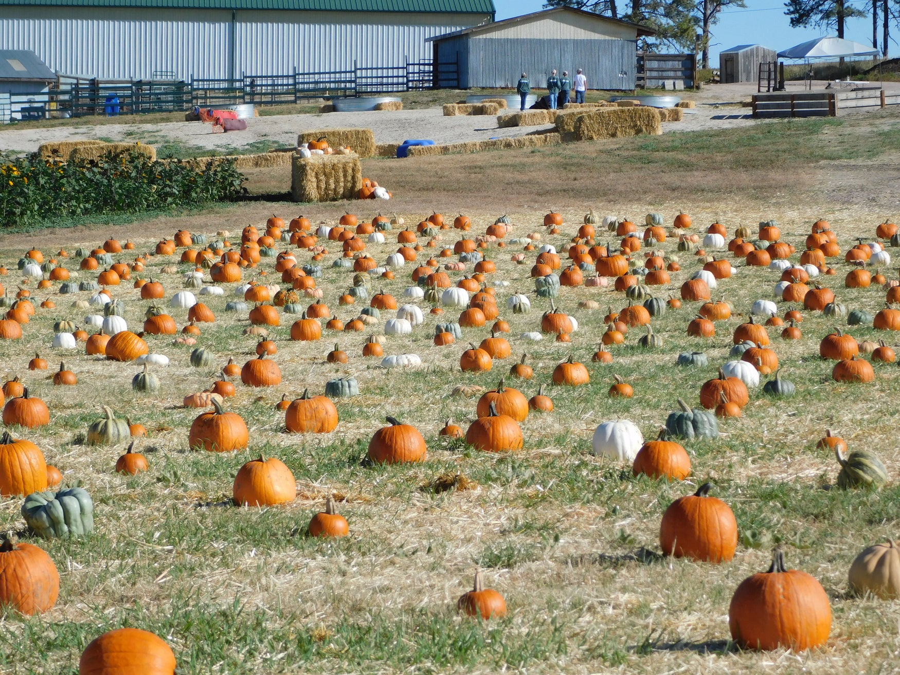 Pumpkin Patch and Corn Maze Fall Family Fun – The Patch