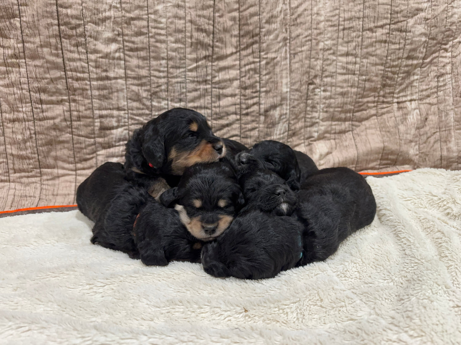 Patch Pups – The Patch